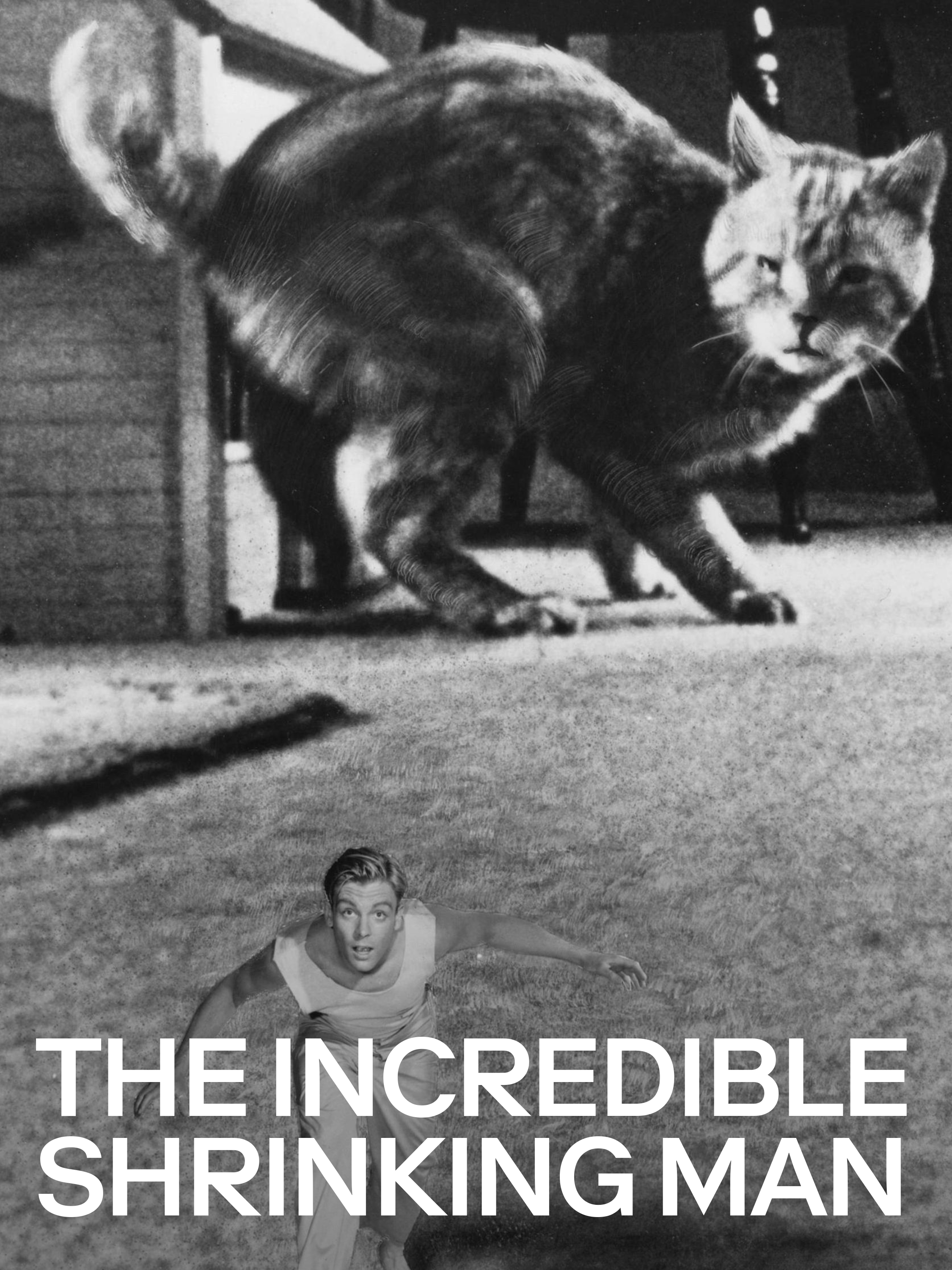 Incredible Shrinking Man Cat