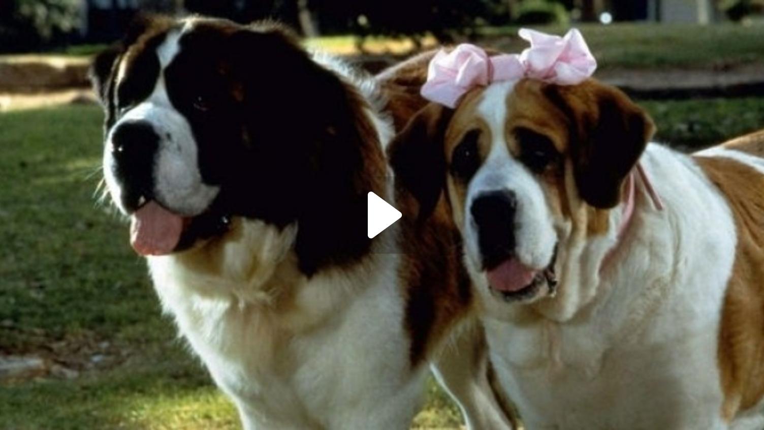 Beethoven Film Cast