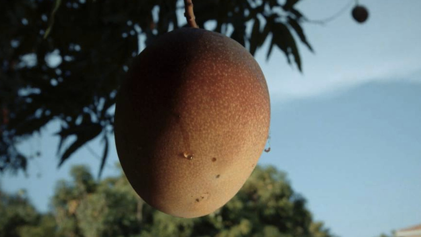 Mango Season (2020) – MUBI