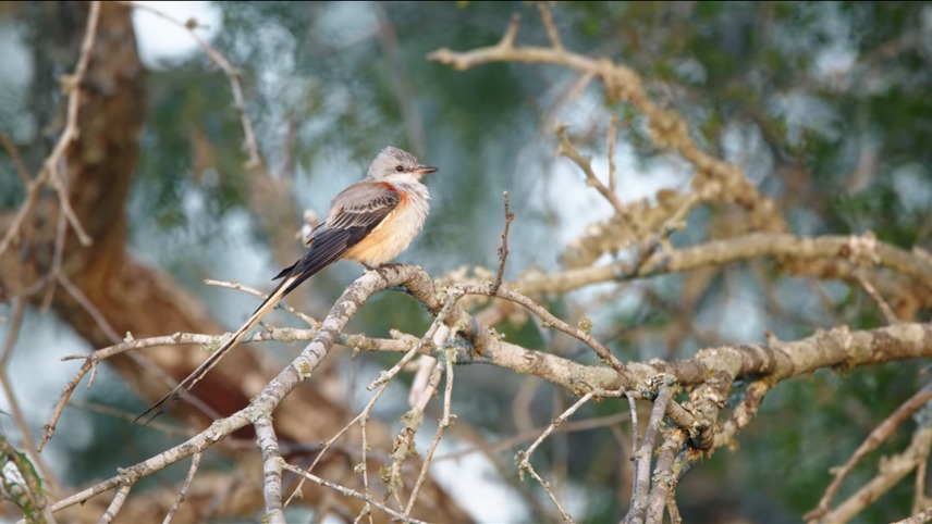 Birders (2019) – MUBI