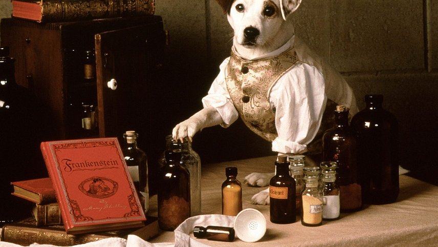 Wishbone (1995) – MUBI