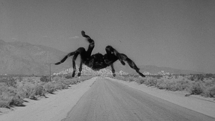 Tarantula 1955 Tarantula Giant Spider 1955 Movie Monster Profile