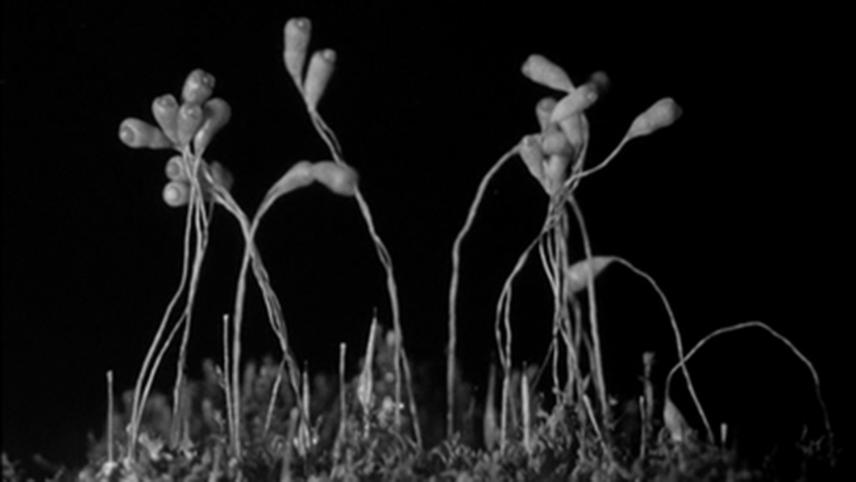 Secrets of Nature: The Plants of the Pantry (1927) – MUBI