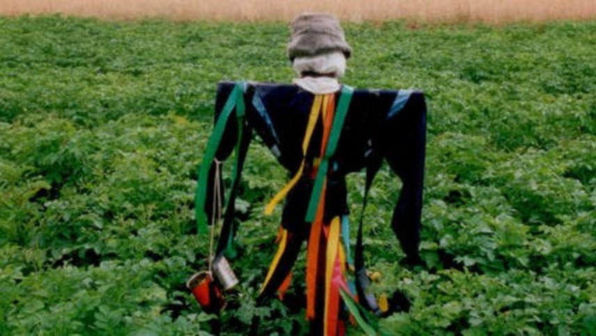 Scarecrow (2002) – MUBI