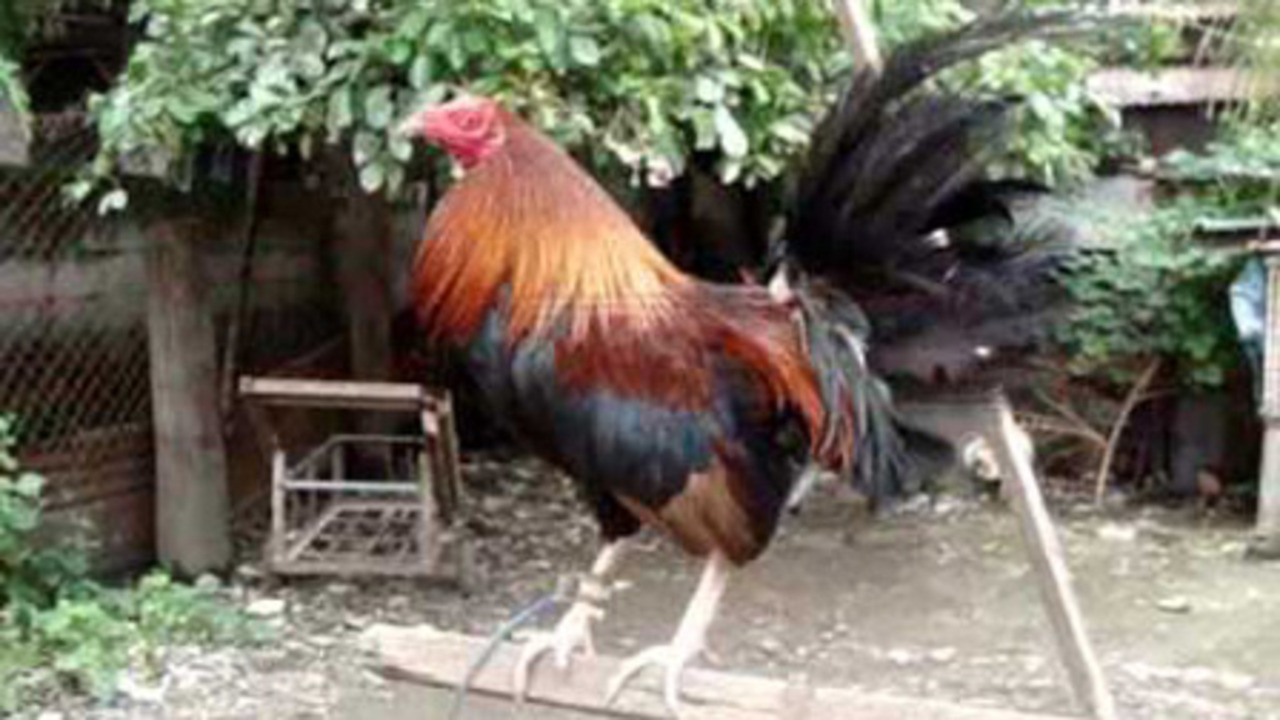 White Butcher Gamefowl